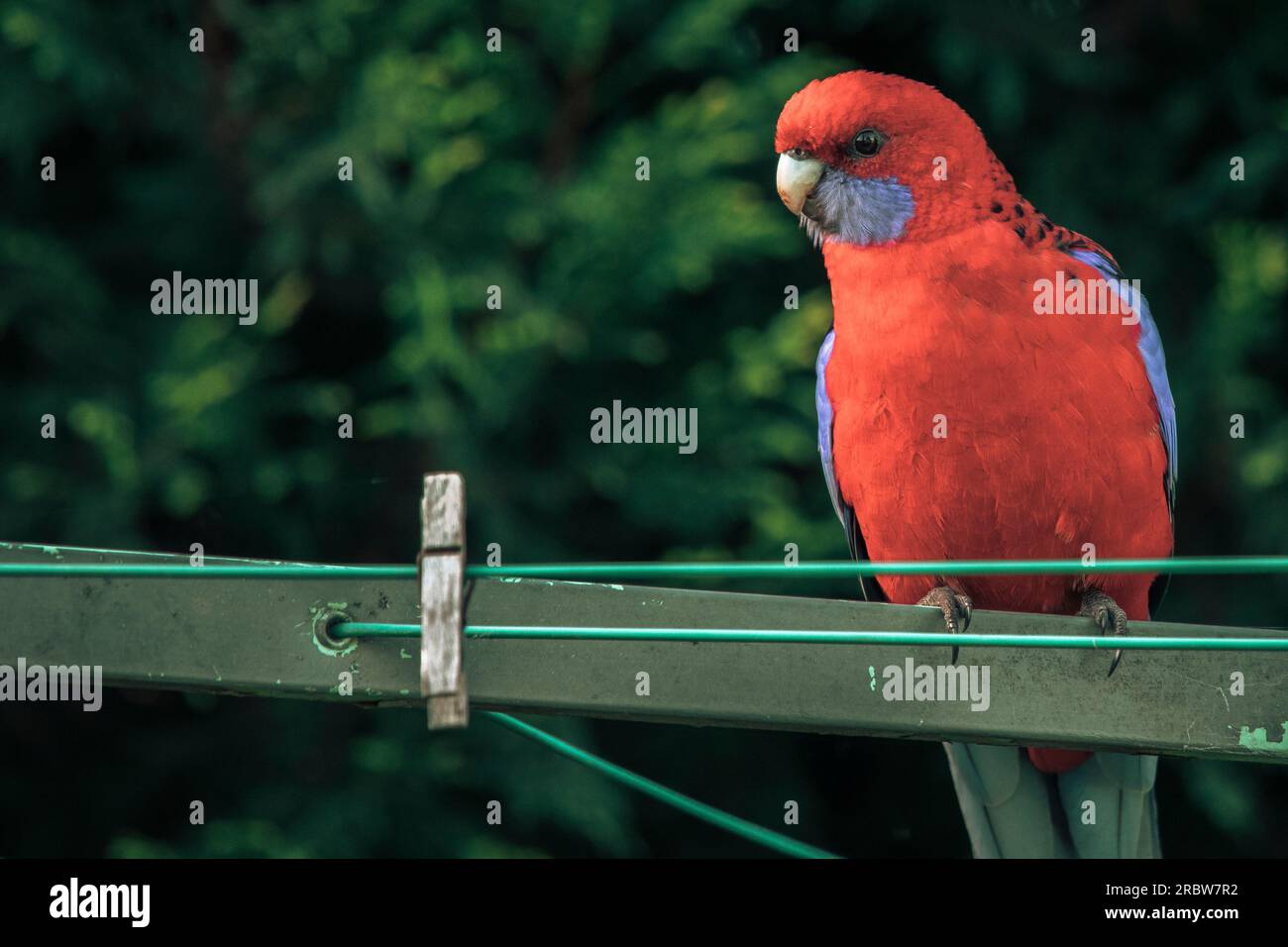Close up shots of aussie birds Stock Photo - Alamy