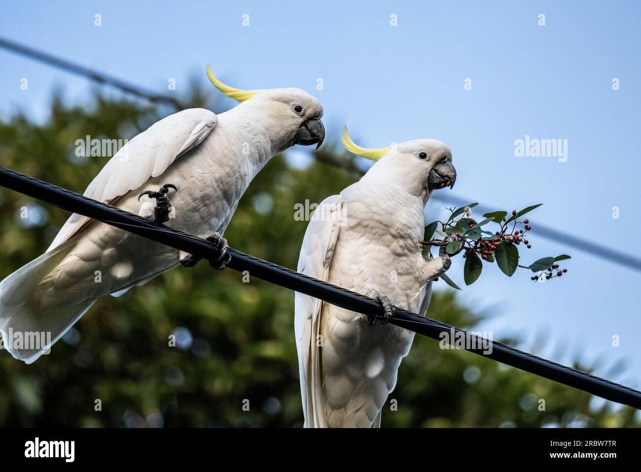 Close up shots of aussie birds Stock Photo - Alamy