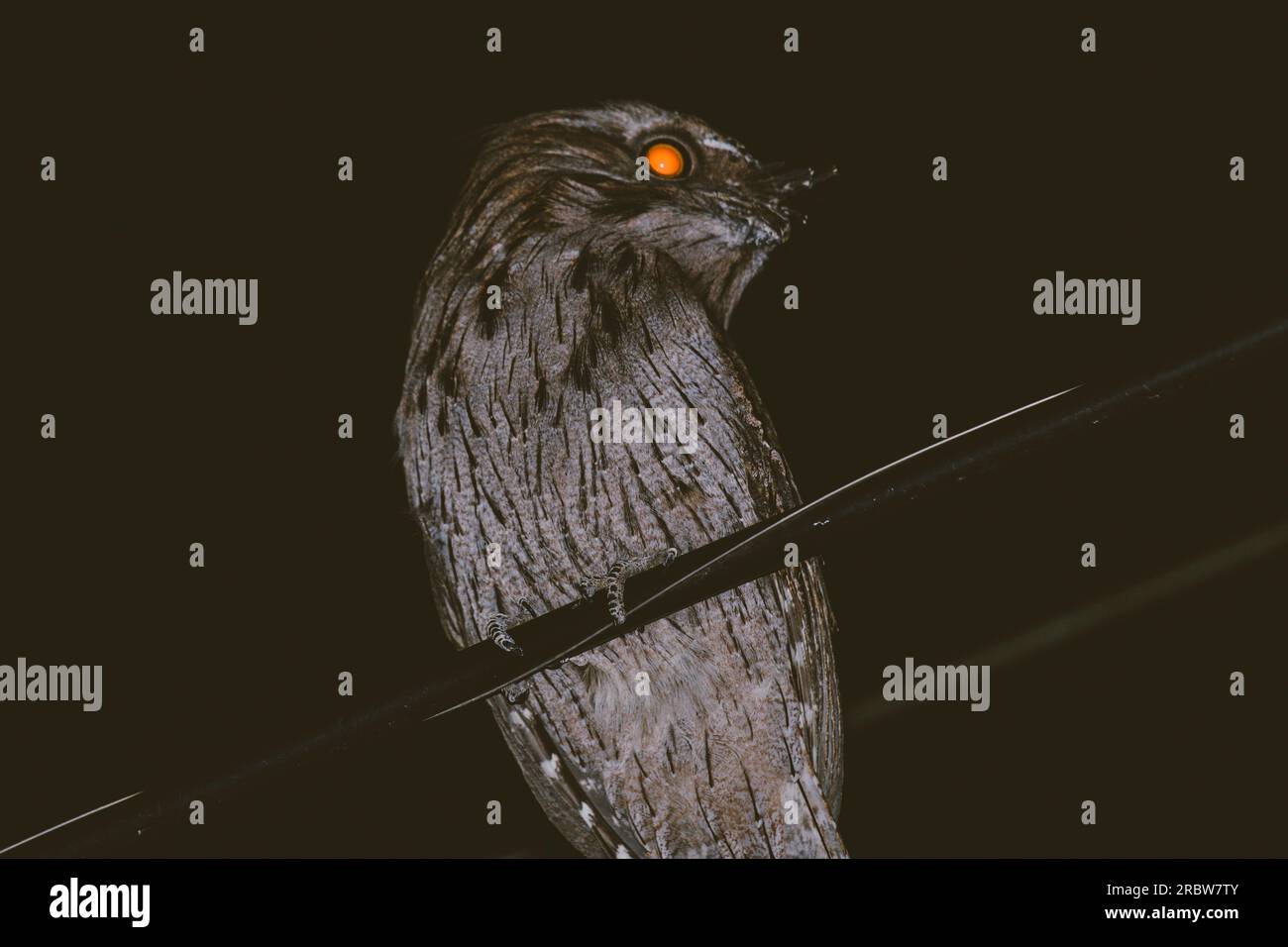 Close up shots of aussie birds Stock Photo - Alamy