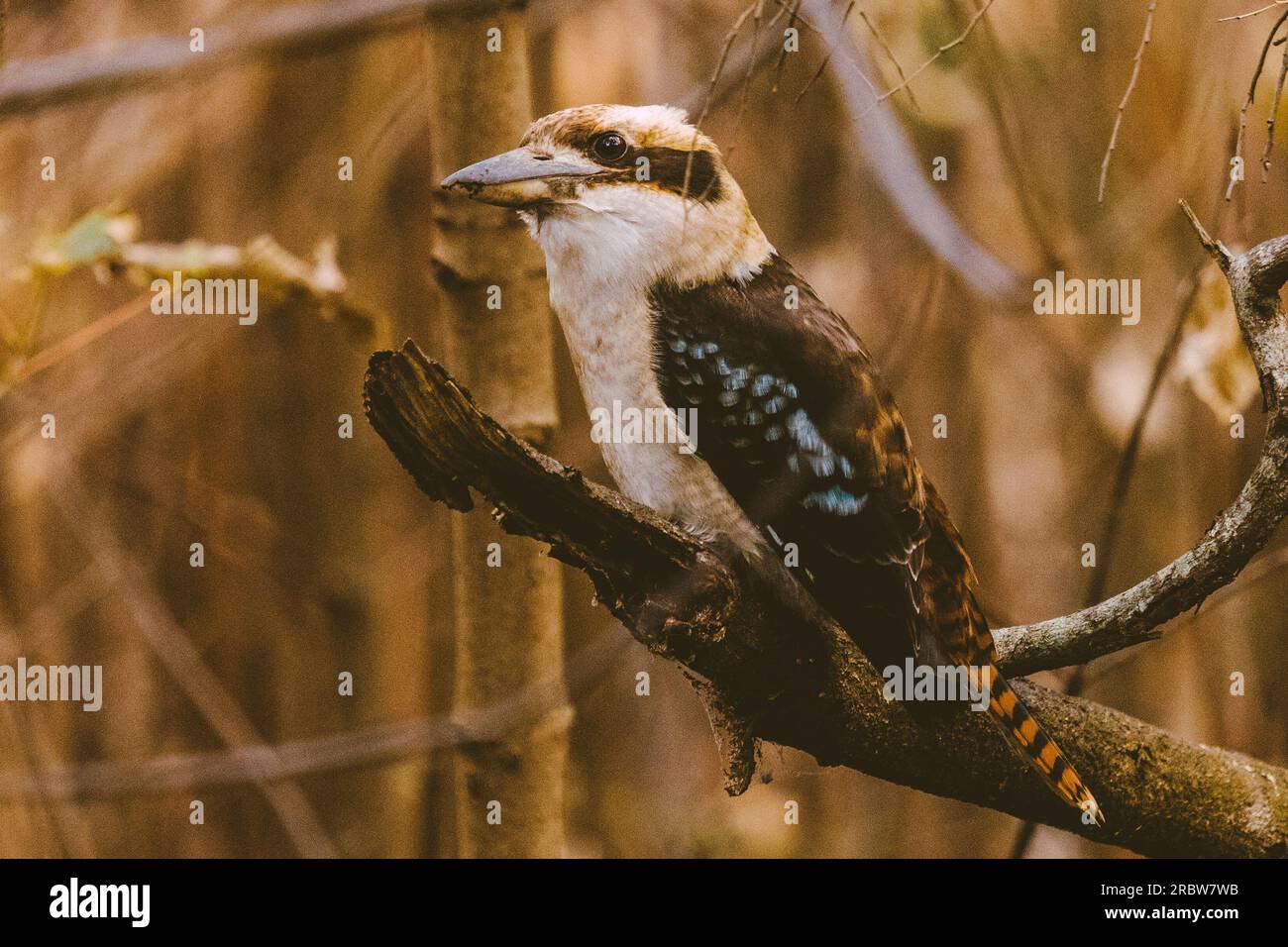 Close up shots of aussie birds Stock Photo - Alamy