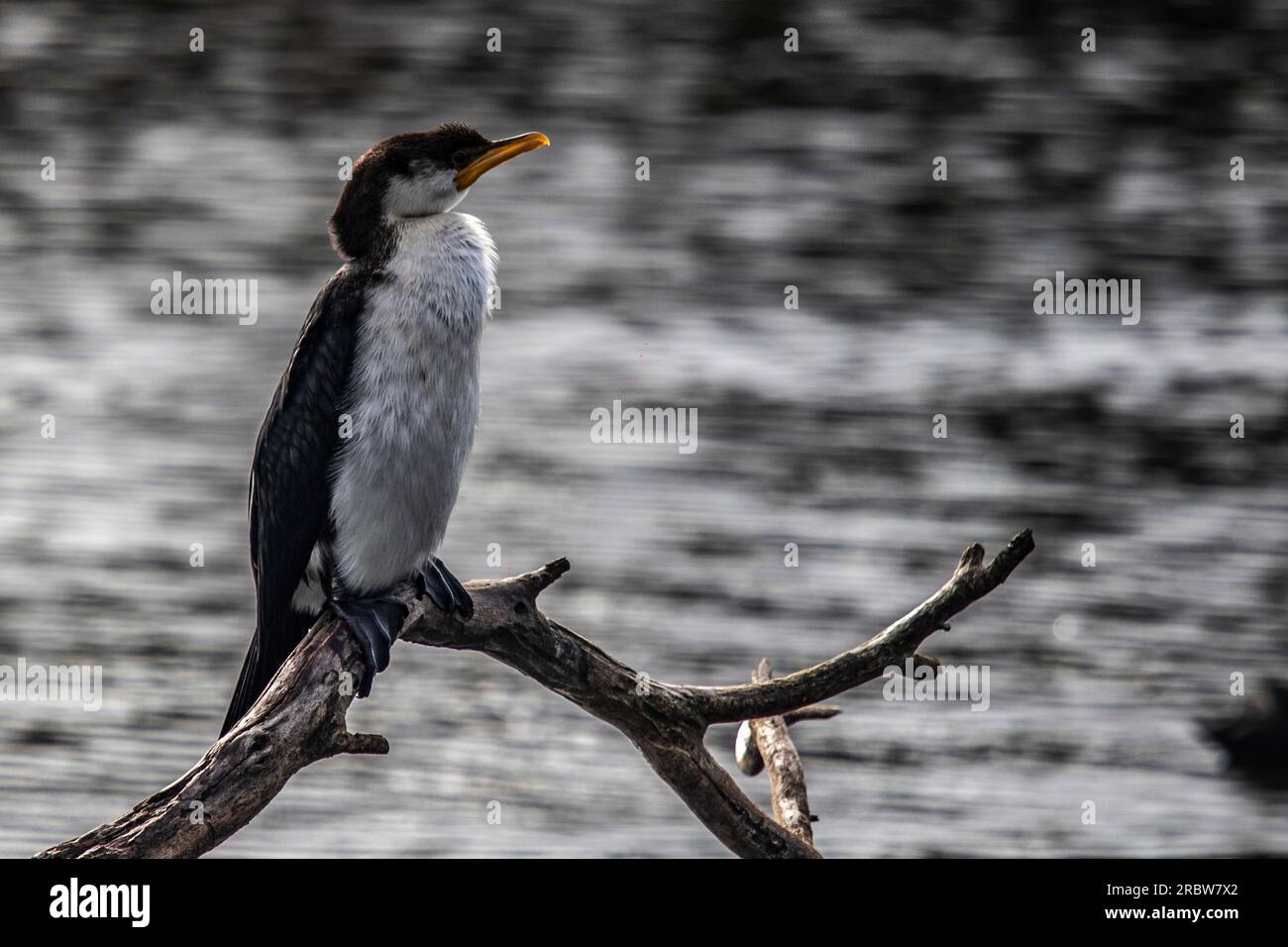 Close up shots of aussie birds Stock Photo - Alamy