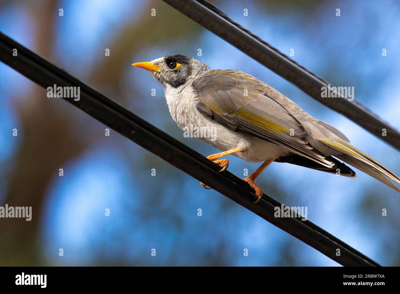 Close up shots of aussie birds Stock Photo - Alamy