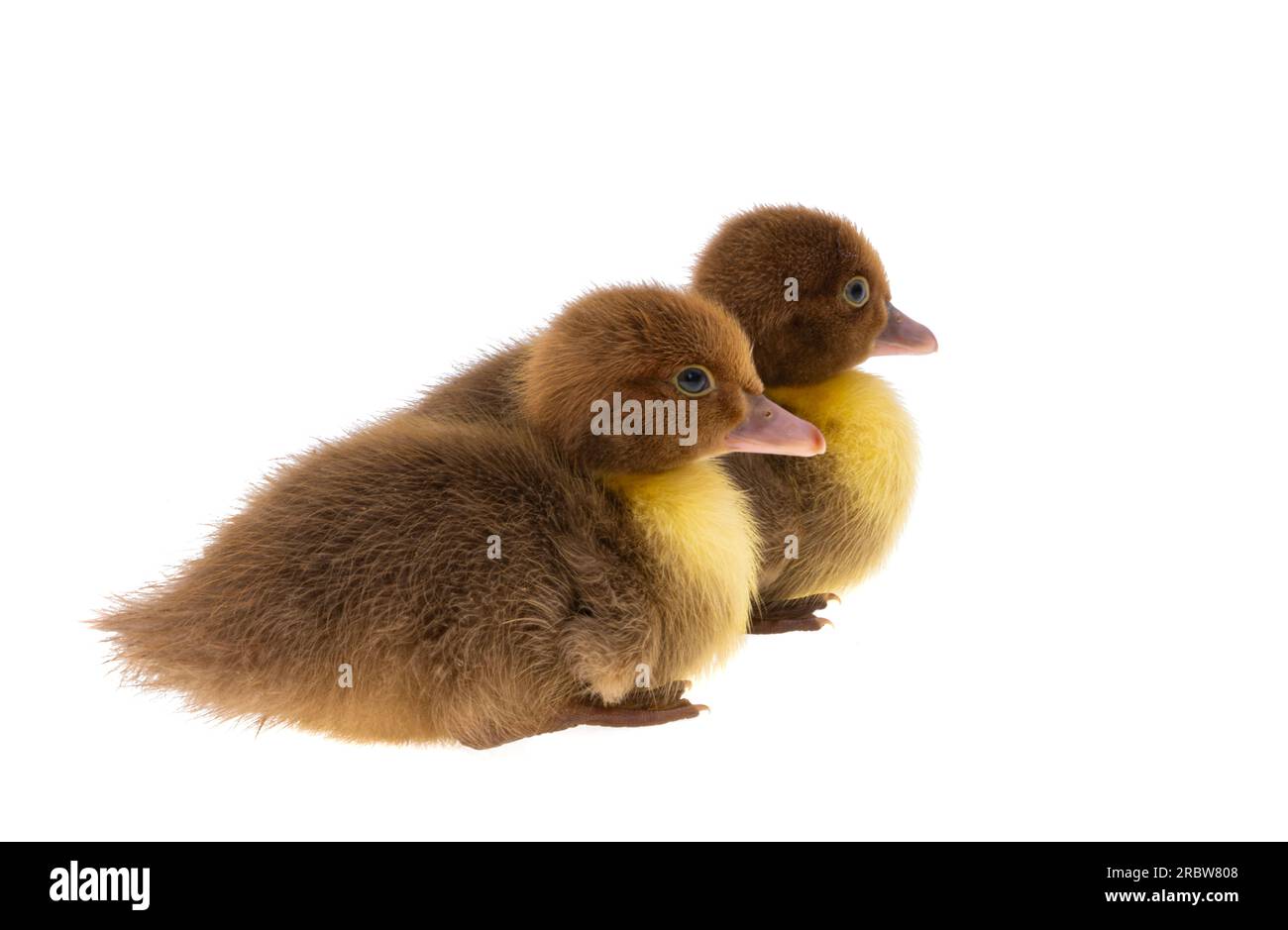 little ducklings isolated on white background Stock Photo - Alamy