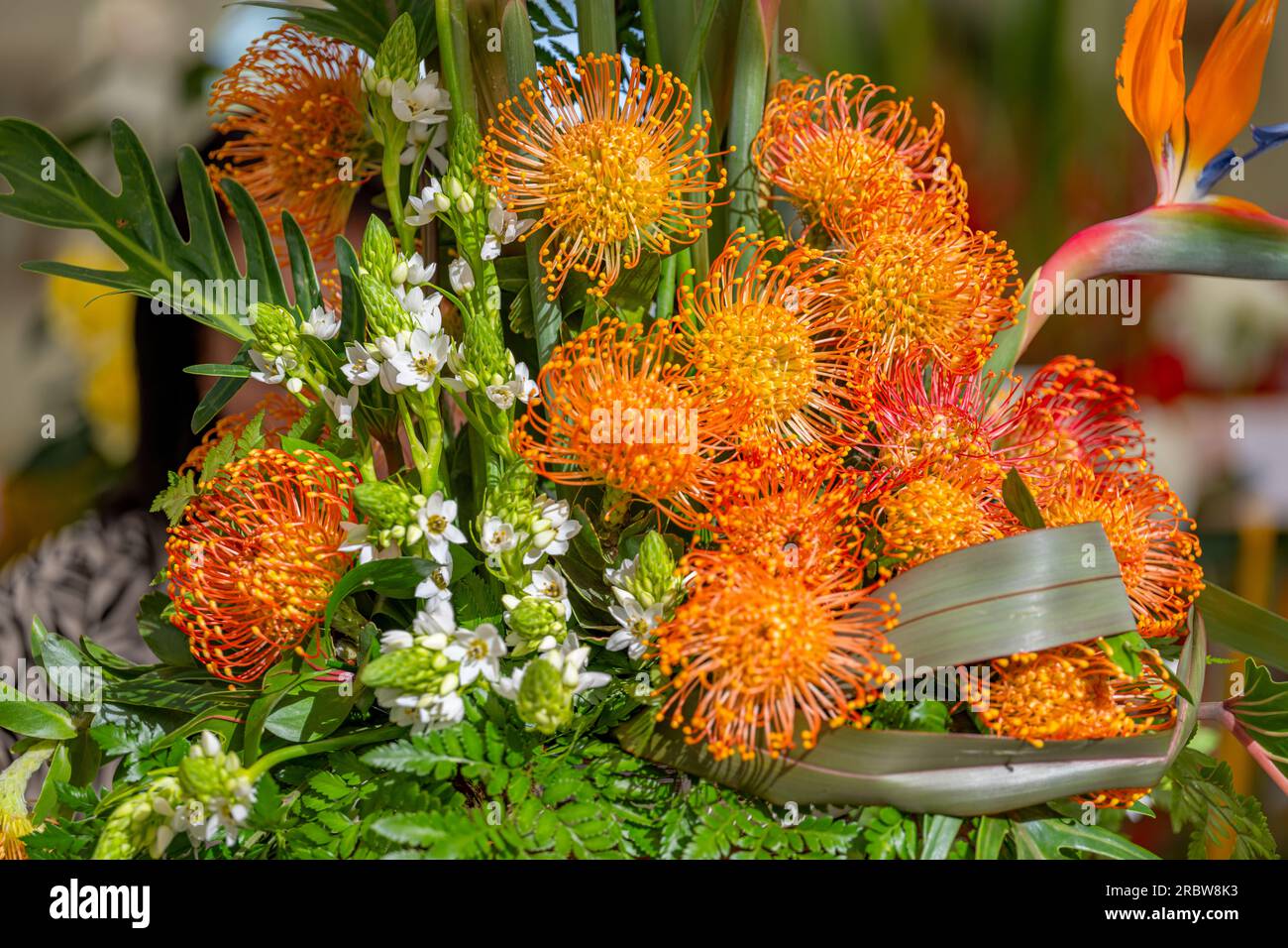 Beautiful protea flower close hi-res stock photography and images - Alamy