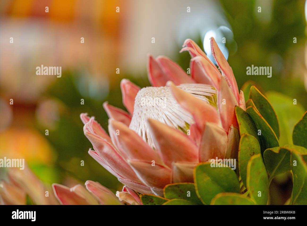 Beautiful protea hi-res stock photography and images - Alamy
