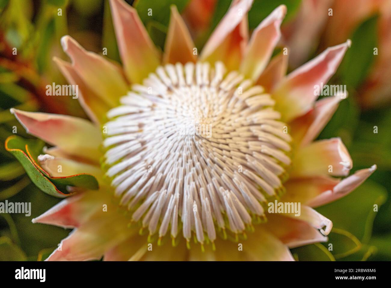 beautiful protea flower close up Stock Photo - Alamy