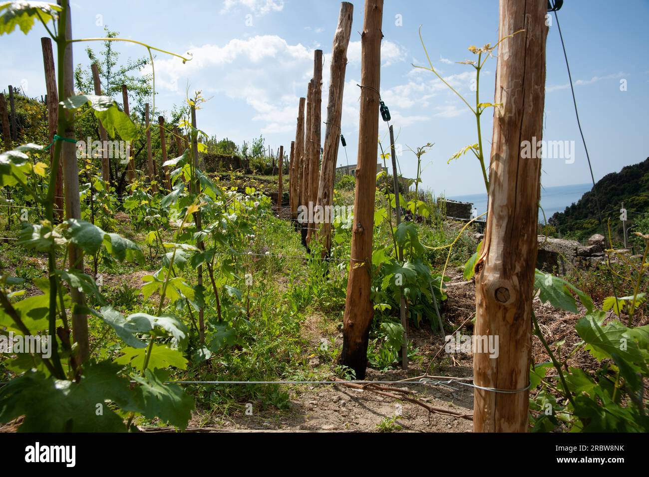 Grape Vines growing on hillside slopes of Cinque Terre, Italy Stock ...