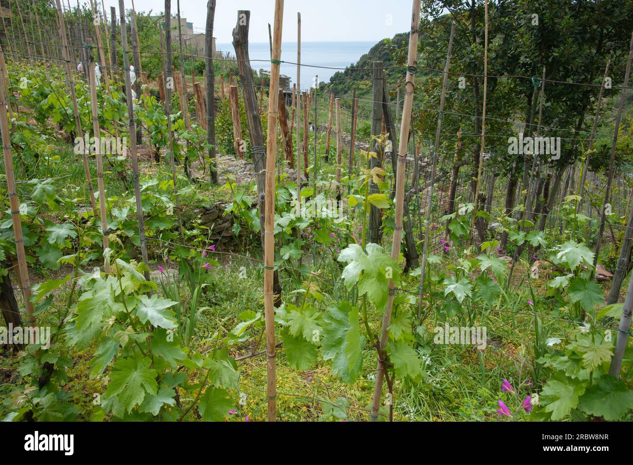 Grape Vines growing on hillside slopes of Cinque Terre, Italy Stock ...
