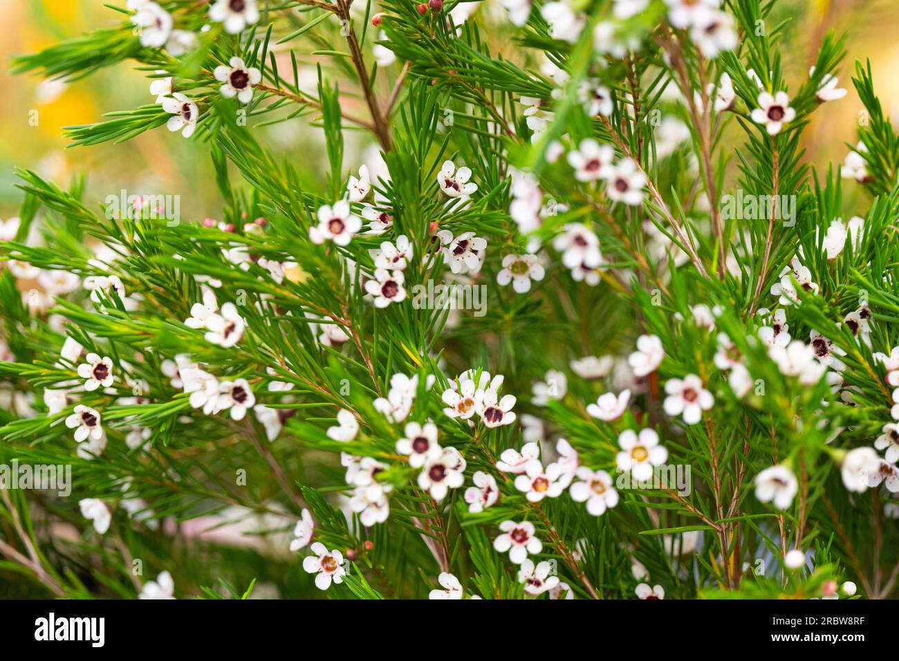 Beautiful spring flowers chamelaucium hi-res stock photography and ...