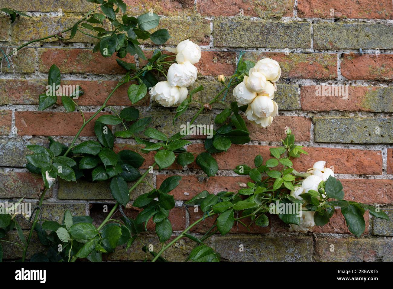 Roses trained on a wall at Castle Bromwich Hall Gardens, West Midlands ...
