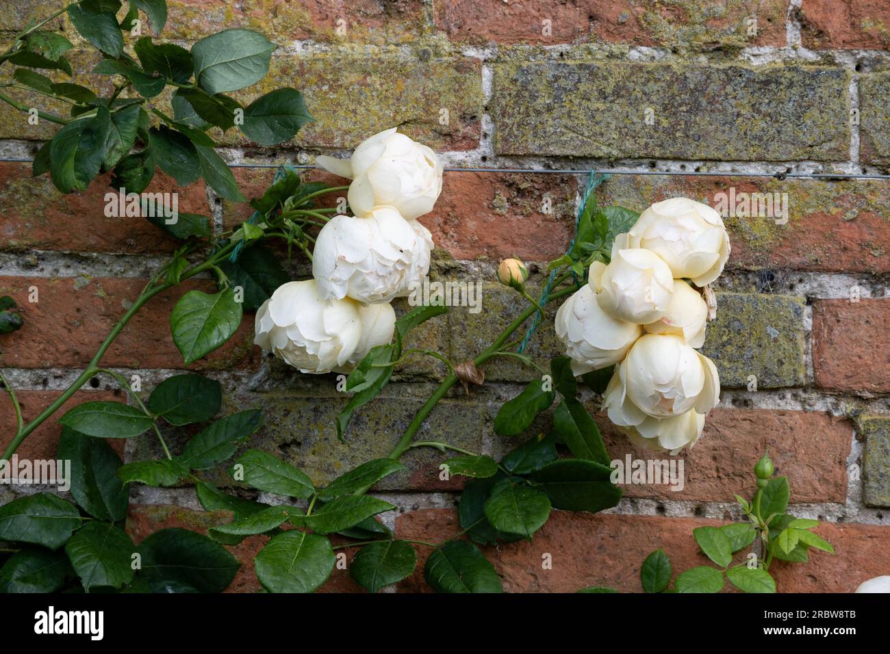 Roses trained on a wall at Castle Bromwich Hall Gardens, West Midlands ...