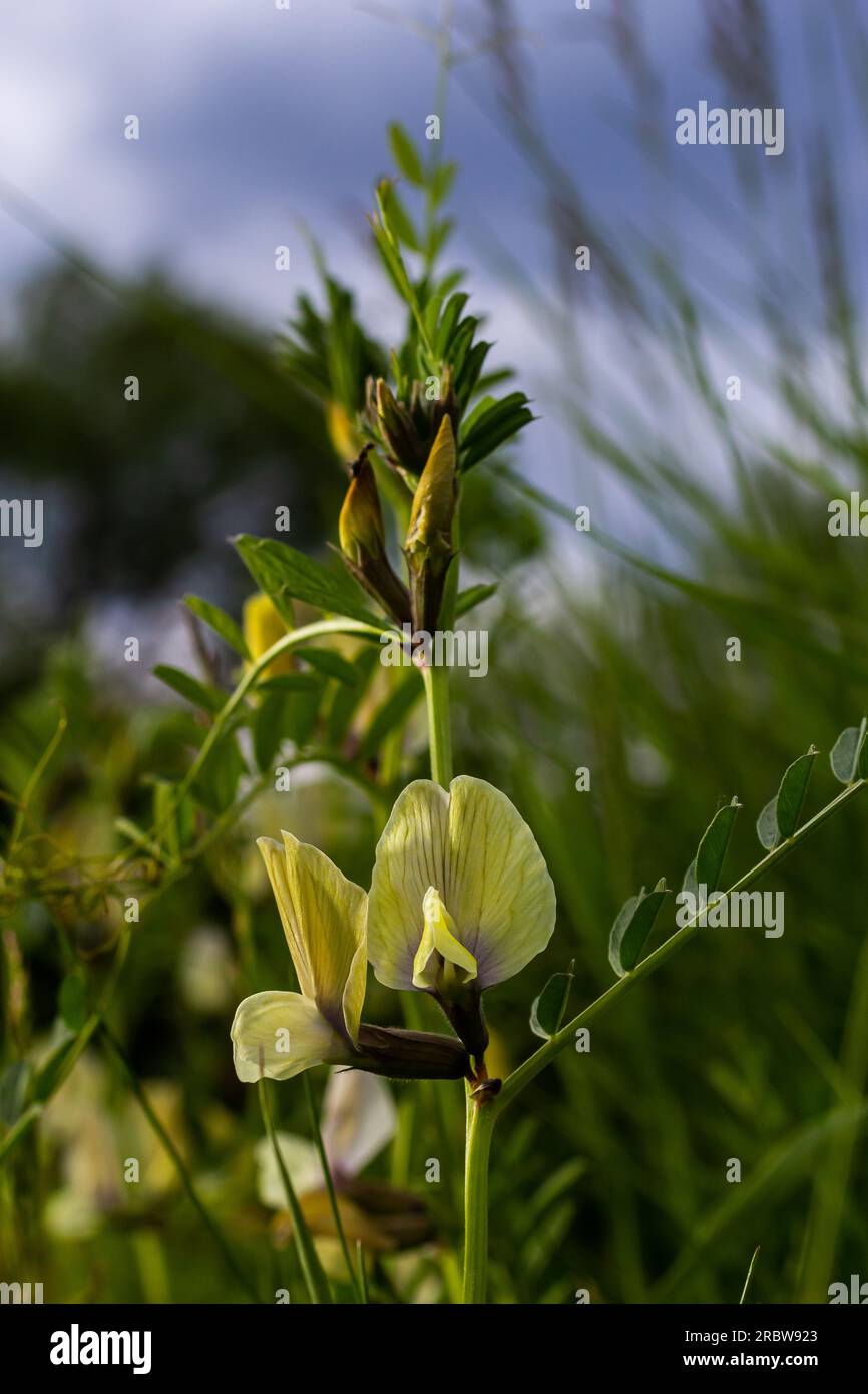 A large yellow vetch or big flower vetch. Vicia grandiflora. Wild plant ...