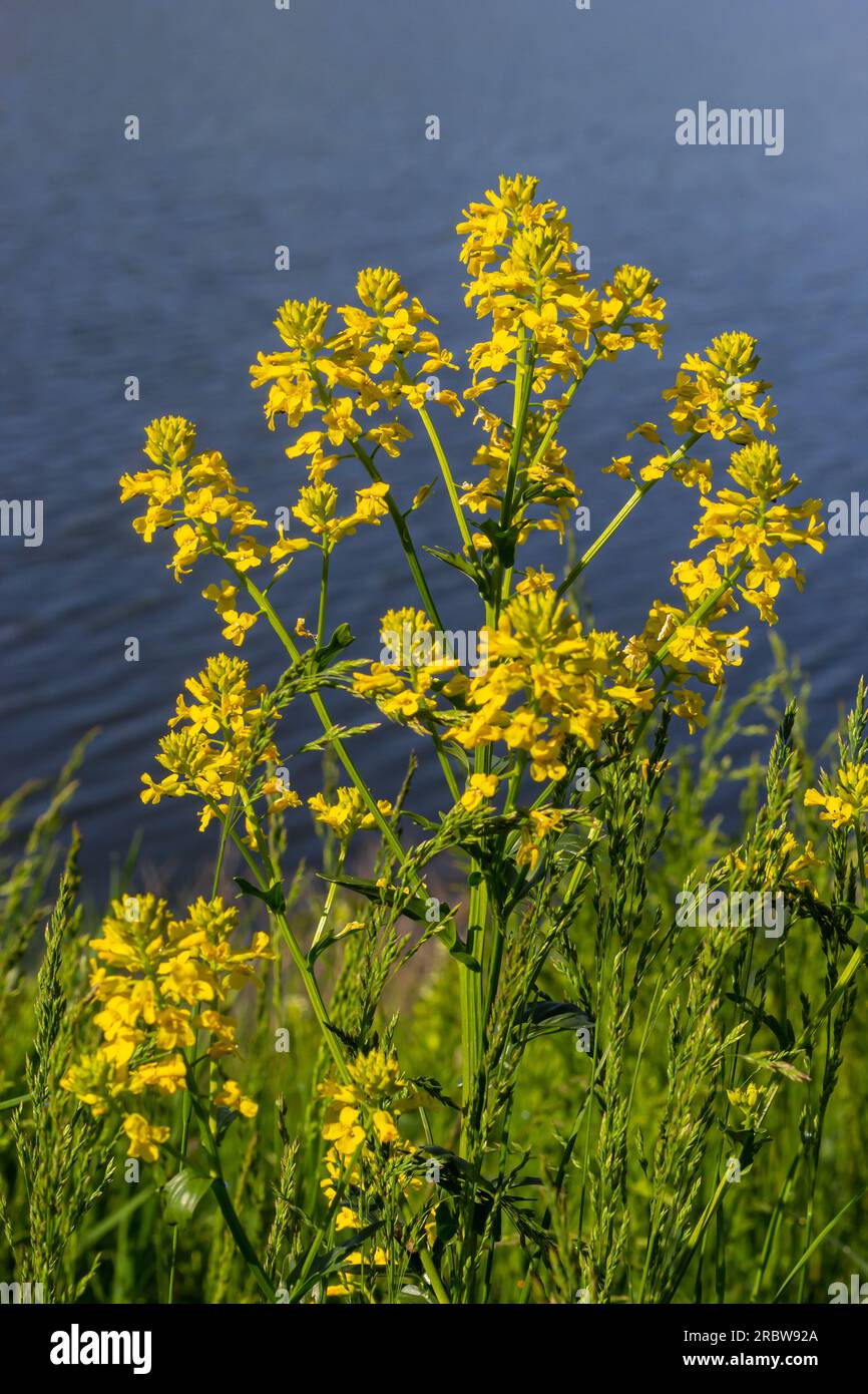 the Close up of Wintercress Barbarea vulgaris Brassicaceae. Selective ...