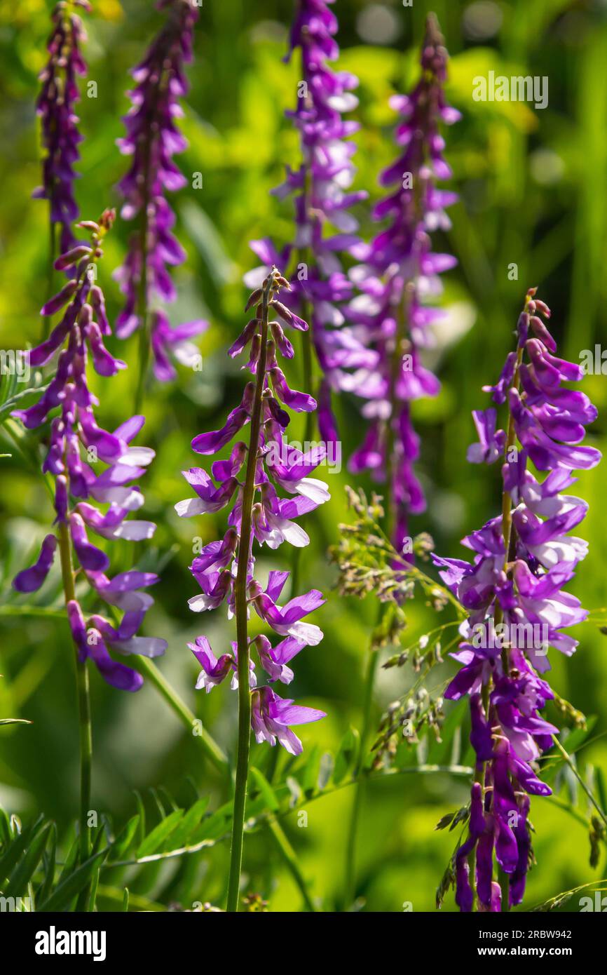 Vetch, vicia cracca valuable honey plant, fodder, and medicinal plant ...