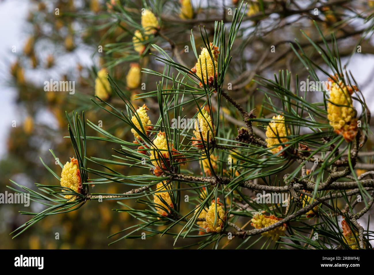 Yellow pollen cones pine tree hi-res stock photography and images - Alamy