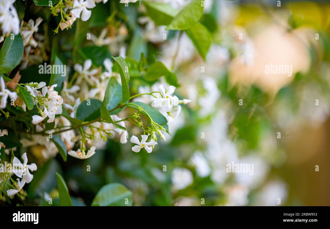 Jasmine close up hi-res stock photography and images - Alamy