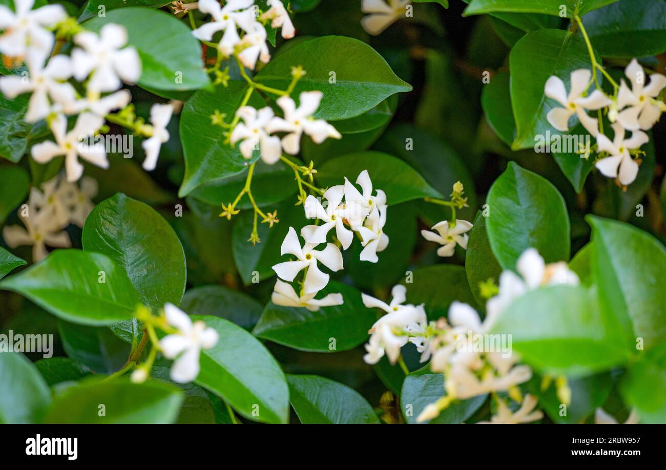 Jasmine close up hi-res stock photography and images - Alamy