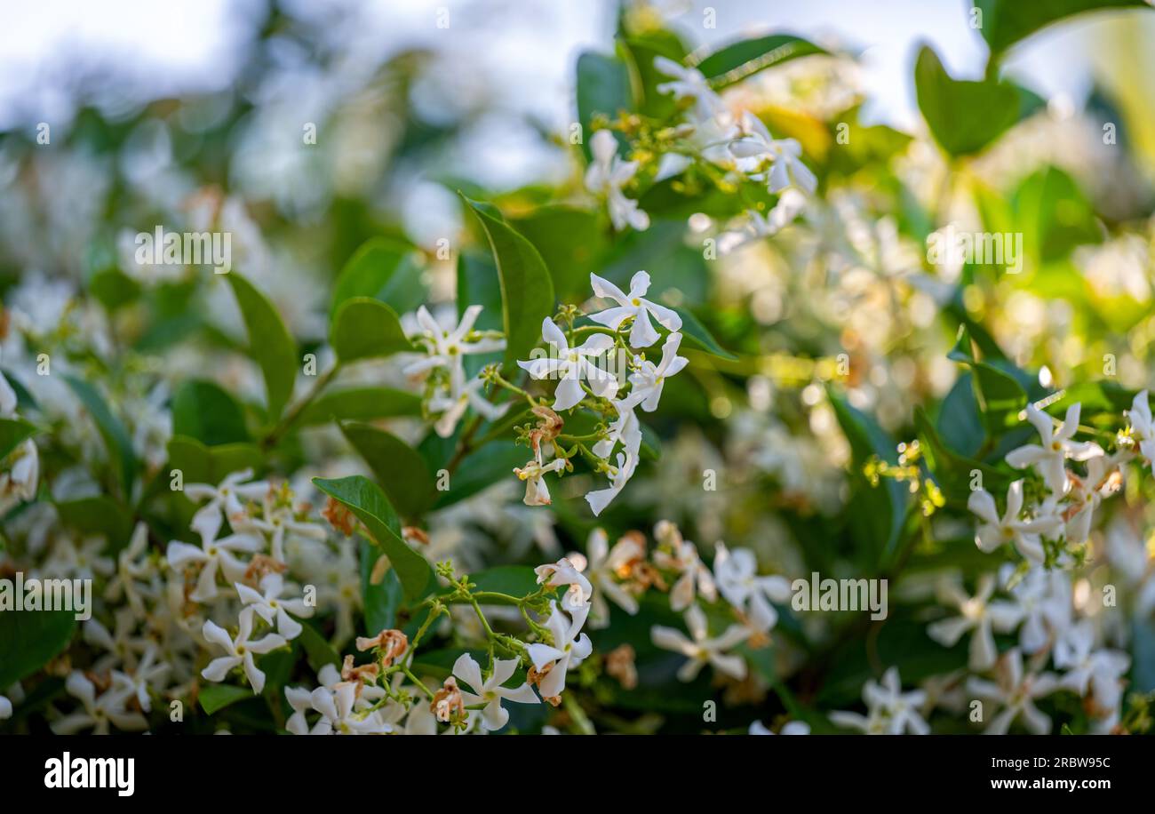Jasmine close up hi-res stock photography and images - Alamy