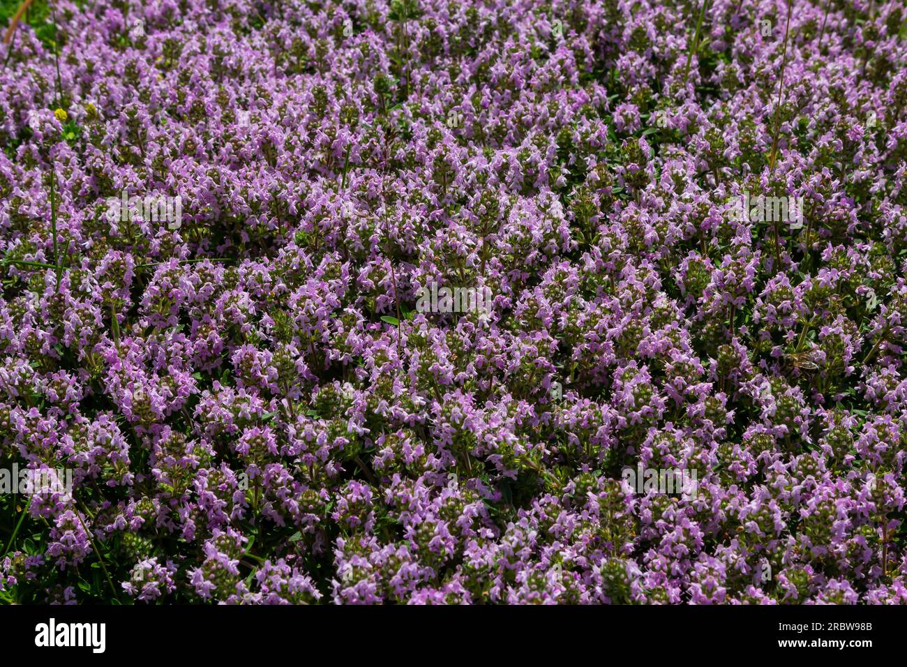 Blossoming fragrant Thymus serpyllum, Breckland wild thyme, creeping ...