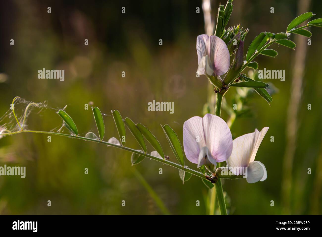 Garden vetch vicia grandiflora hi-res stock photography and images - Alamy