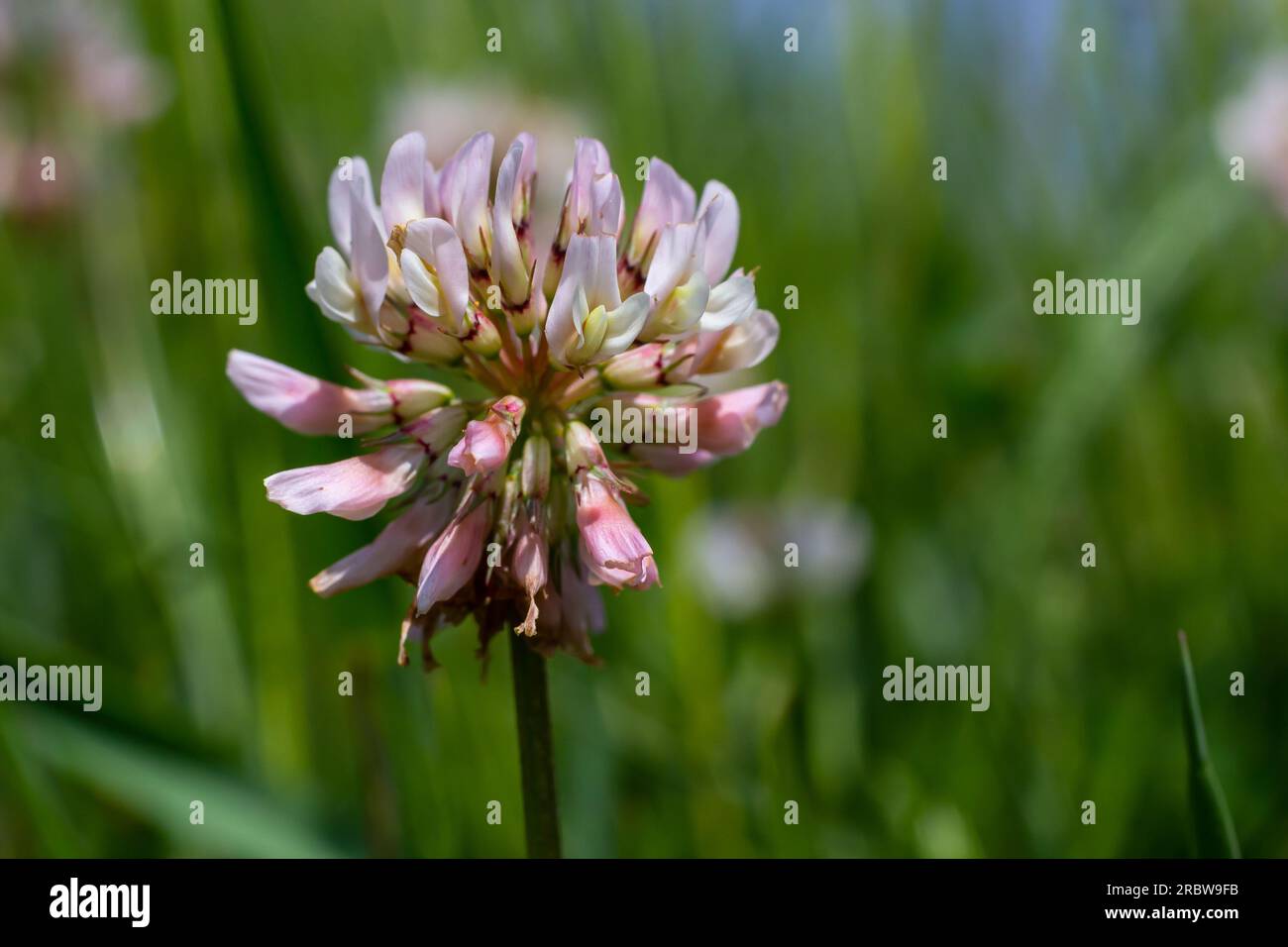 White clover flowers. Fabaceae perennial plants. April-July is the ...