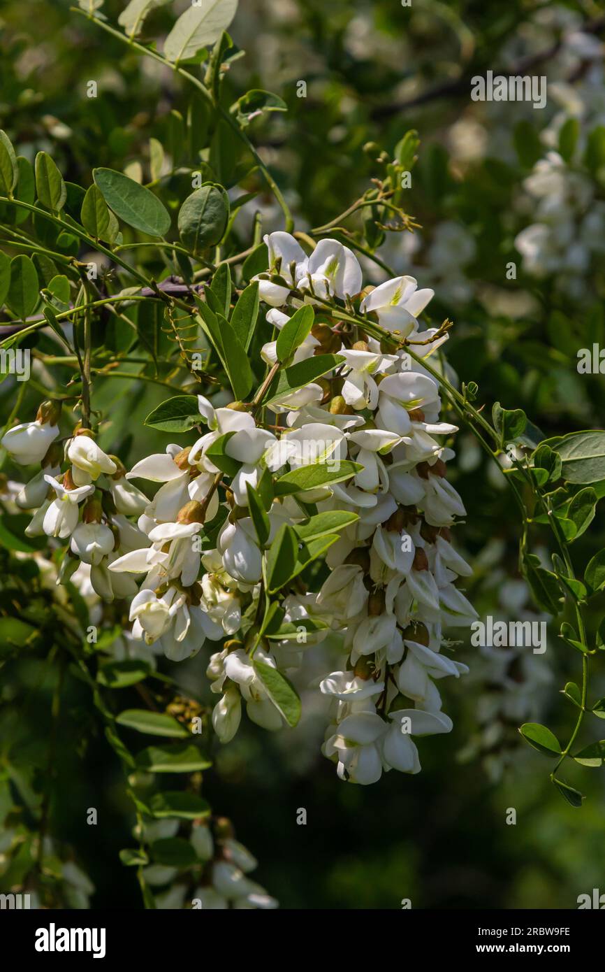 Robinia flower hi-res stock photography and images - Alamy