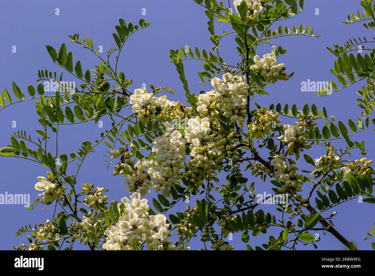 Abundant flowering acacia branch of Robinia pseudoacacia, false acacia ...