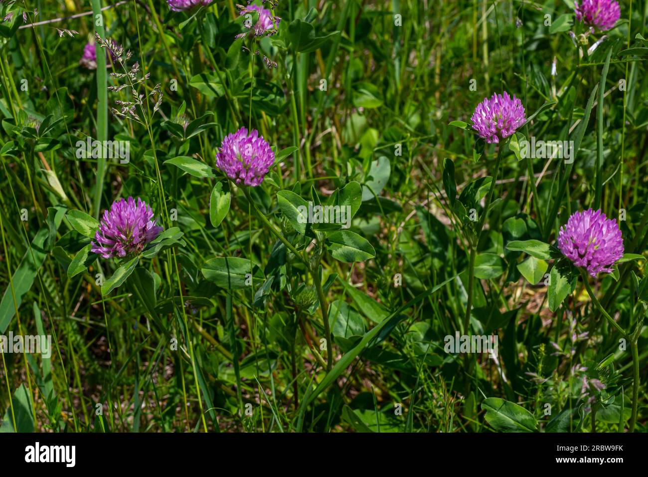 Trifolium pratense, red clover. Collect valuable flowers fn the meadow ...