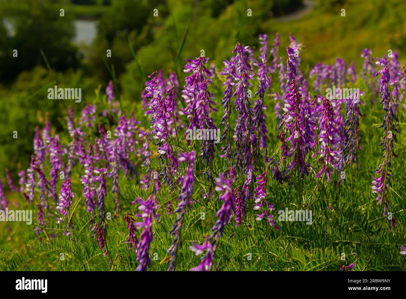 Vetch, vicia cracca valuable honey plant, fodder, and medicinal plant ...