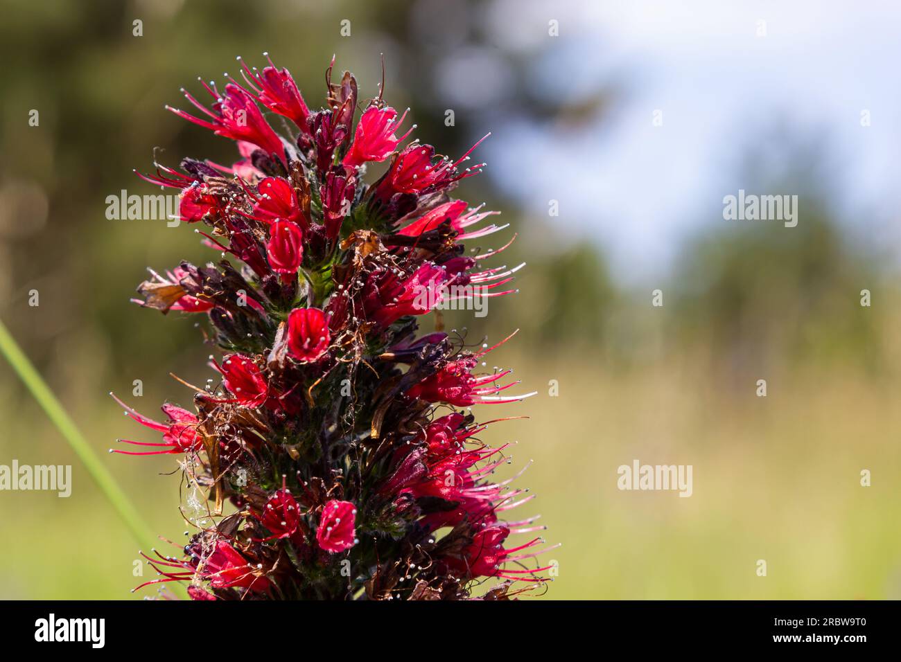 Red tara hi-res stock photography and images - Alamy
