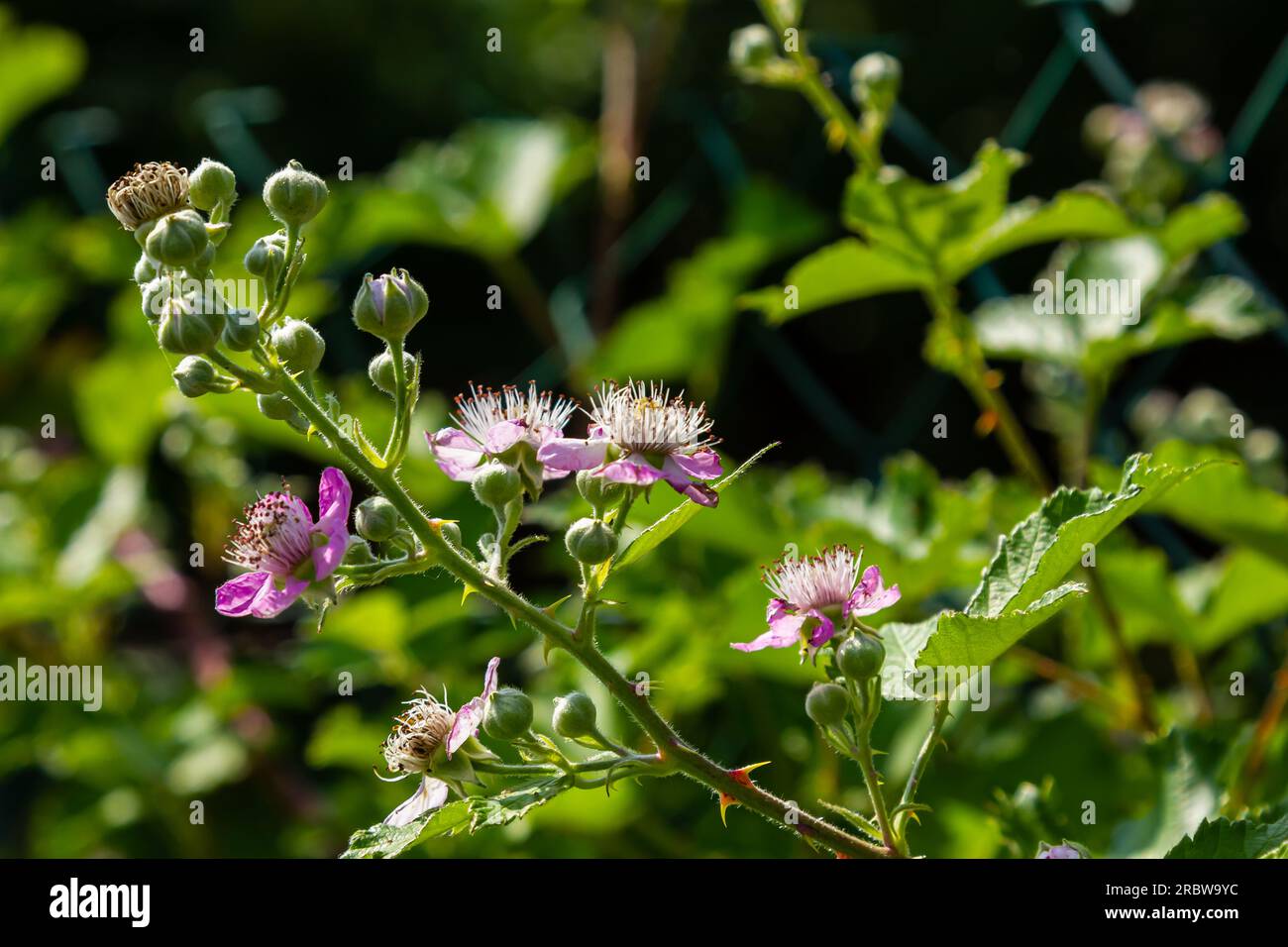 Soft pink blackberry flowers and buds in spring - Rubus fruticosus ...
