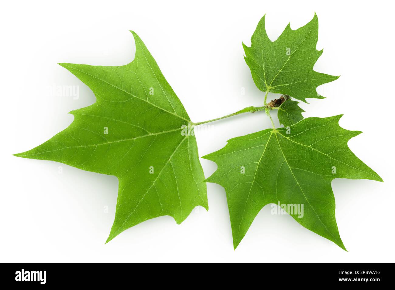 Platanus tree, sycamore leave isolated on white background. Top view ...