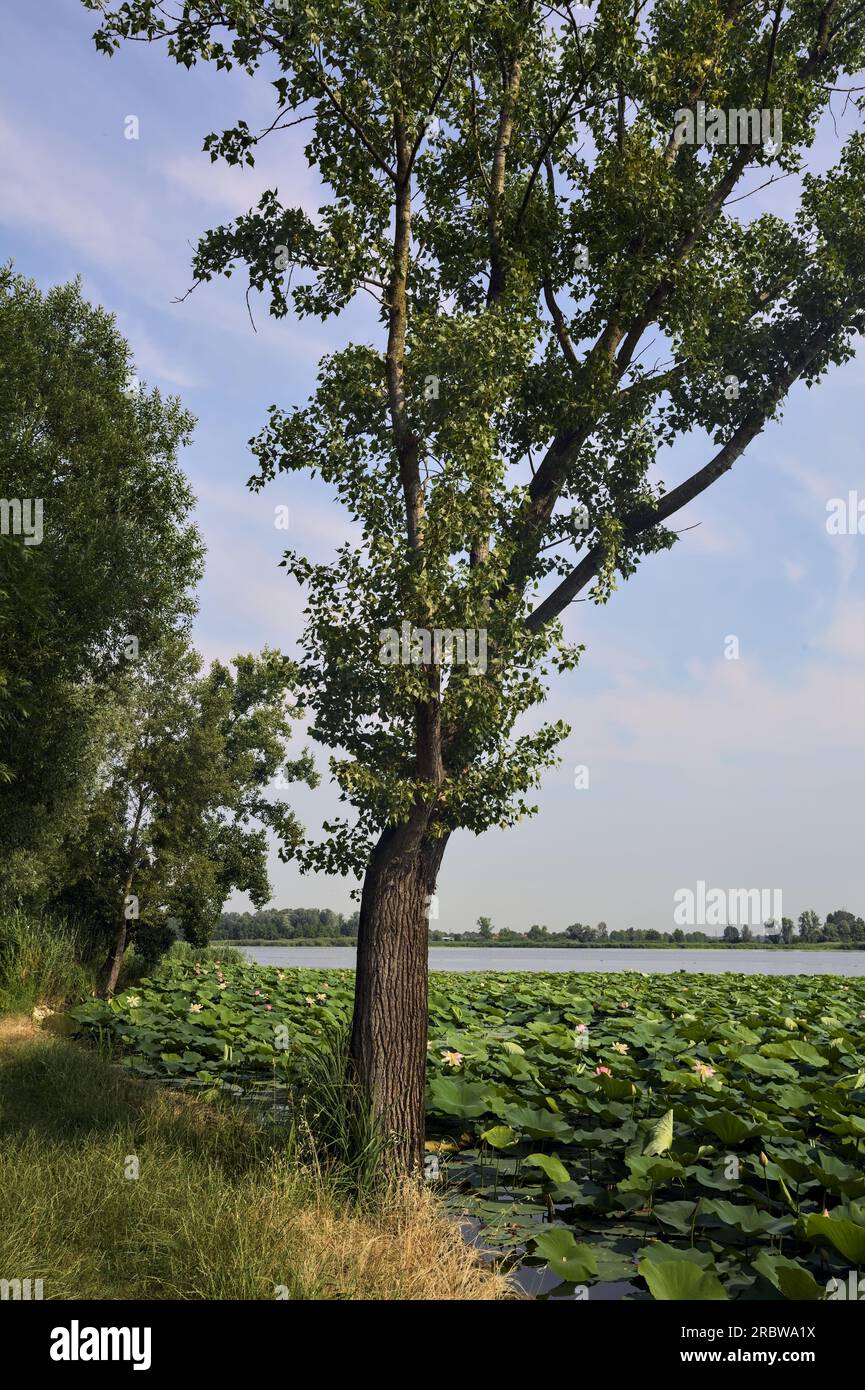 Lotus plants next to a riverside with a tree leaning to the water and ...