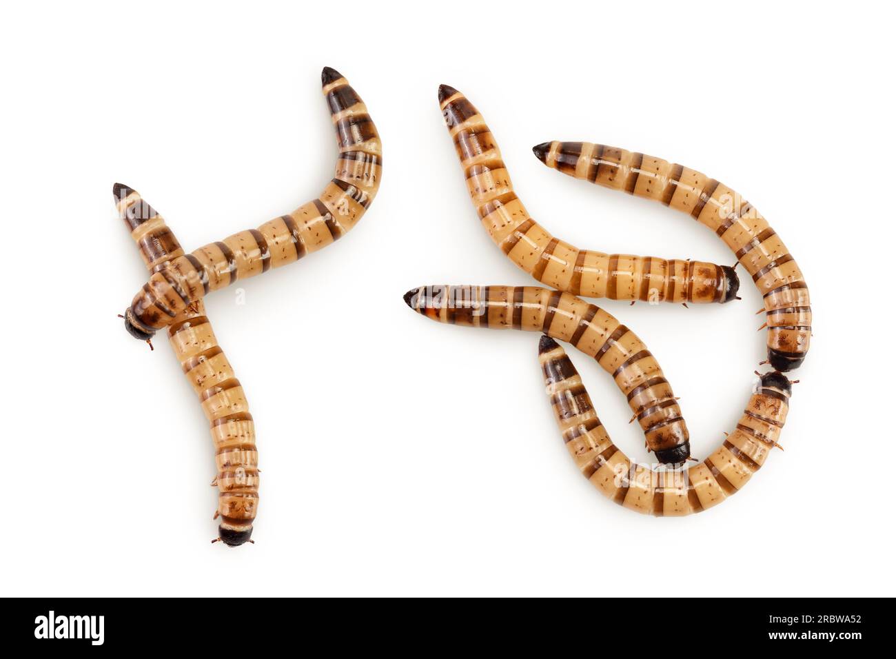 Worms larvae zophobas isolated on white background. Food for exotic ...