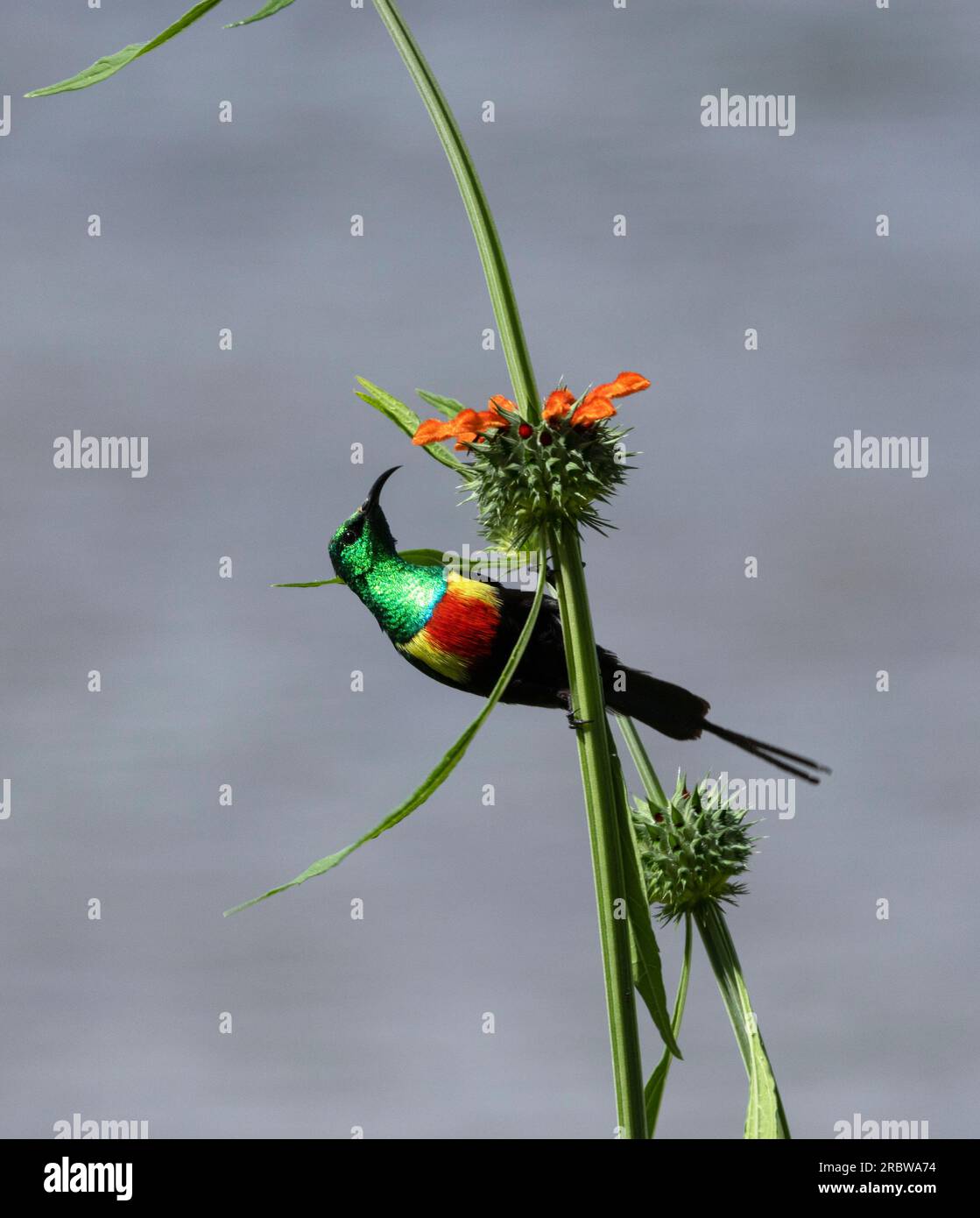 The male Beautiful Sunbird has an amazing display of colours when in ...