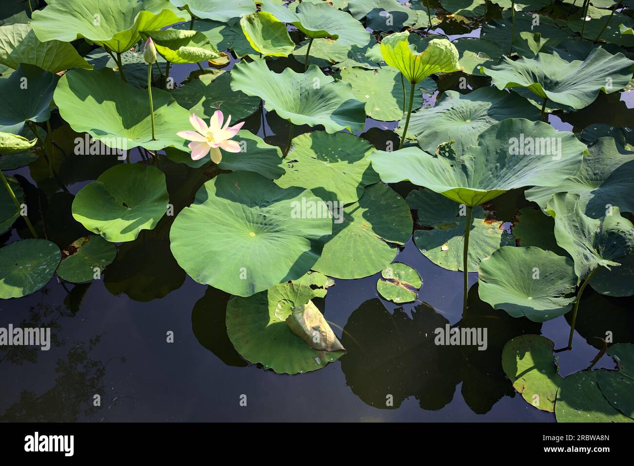 Lotus flowers on river hi-res stock photography and images - Alamy