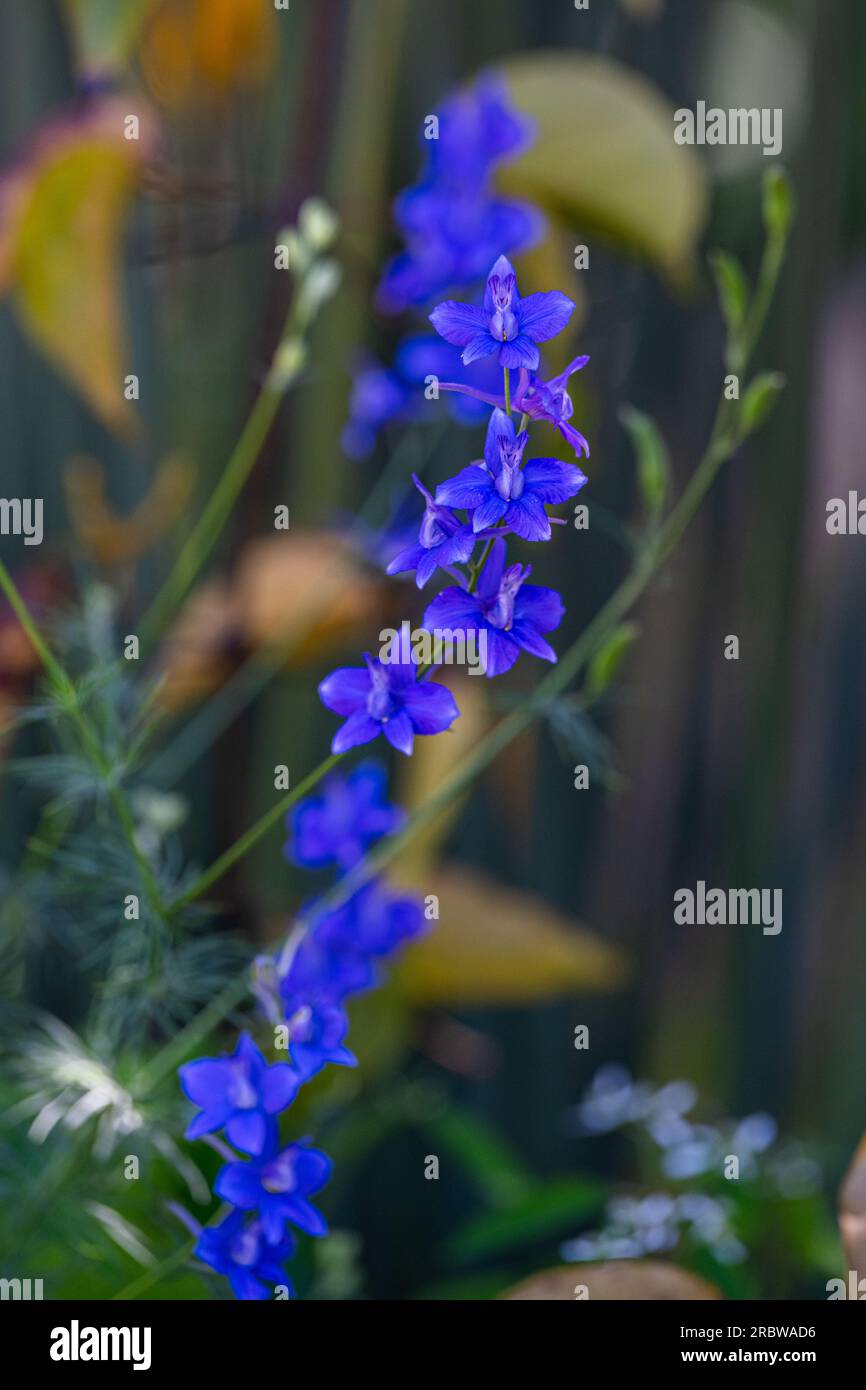 blue delphinium field close-up Stock Photo - Alamy