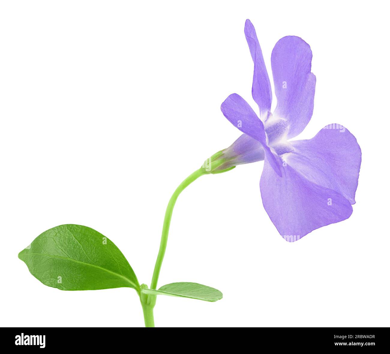 wild periwinkle flowers isolated on white background Stock Photo - Alamy