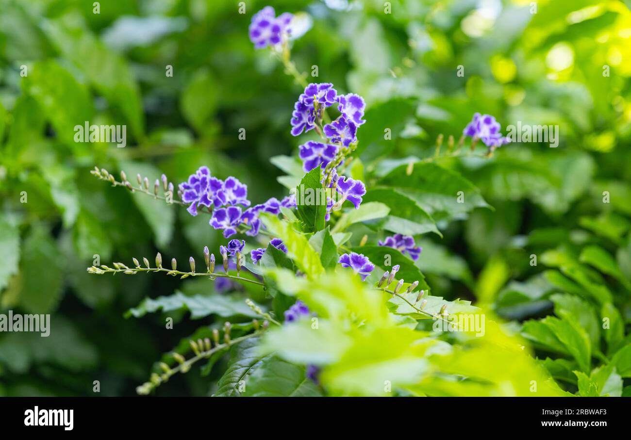Blue sky flower duranta blooming hi-res stock photography and images ...
