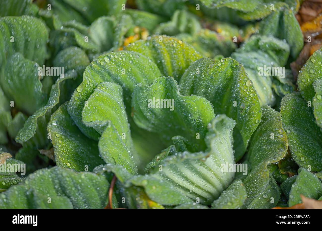 pistia, water salad close up Stock Photo - Alamy