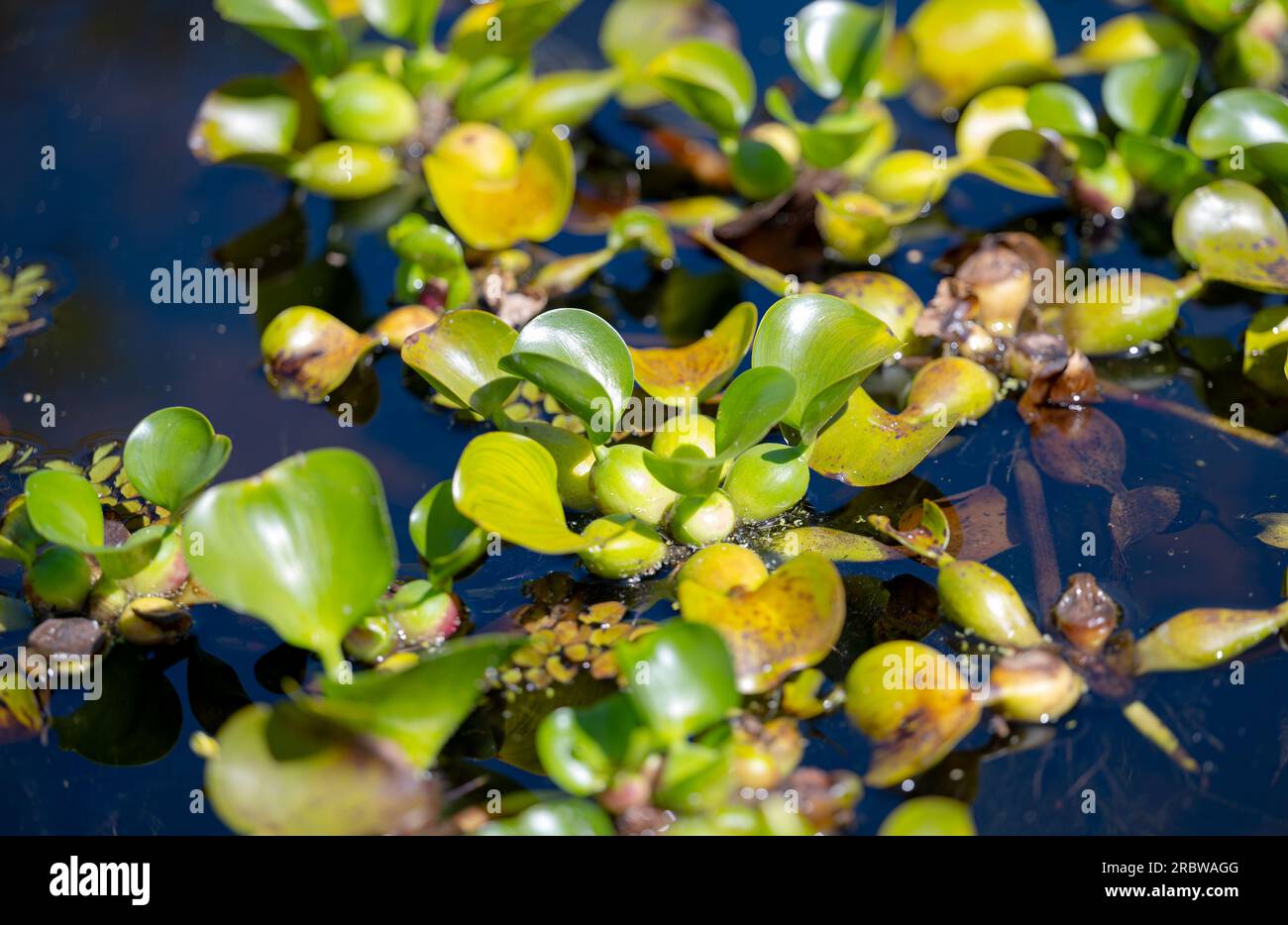 eichornia, water hyacinth close-up Stock Photo - Alamy