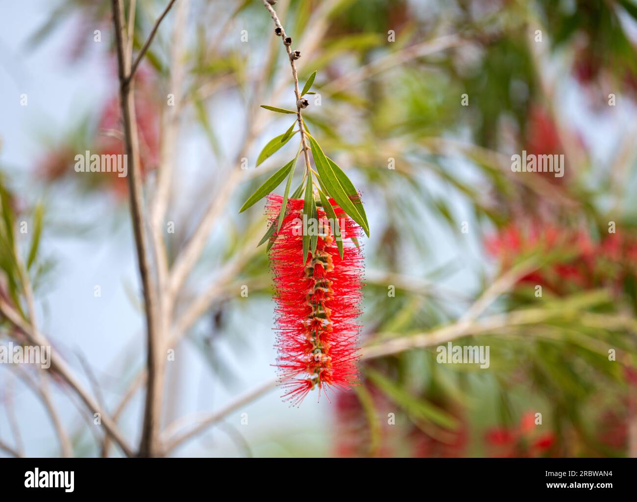 callistemon shrub, close-up Stock Photo - Alamy