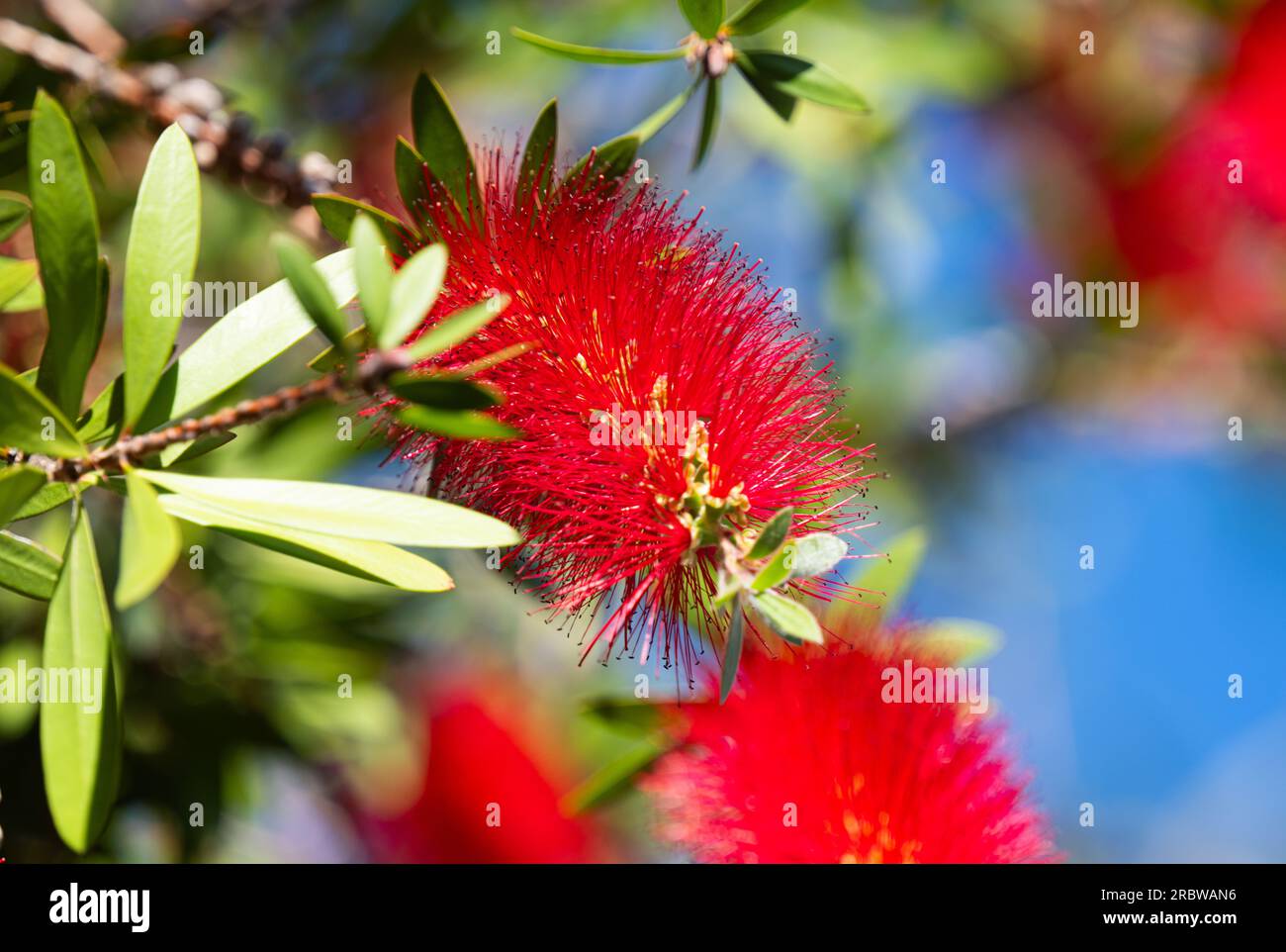 callistemon shrub, close-up Stock Photo - Alamy