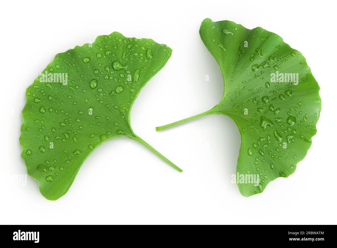 Green ginkgo biloba leaves with water drop isolated on white background ...