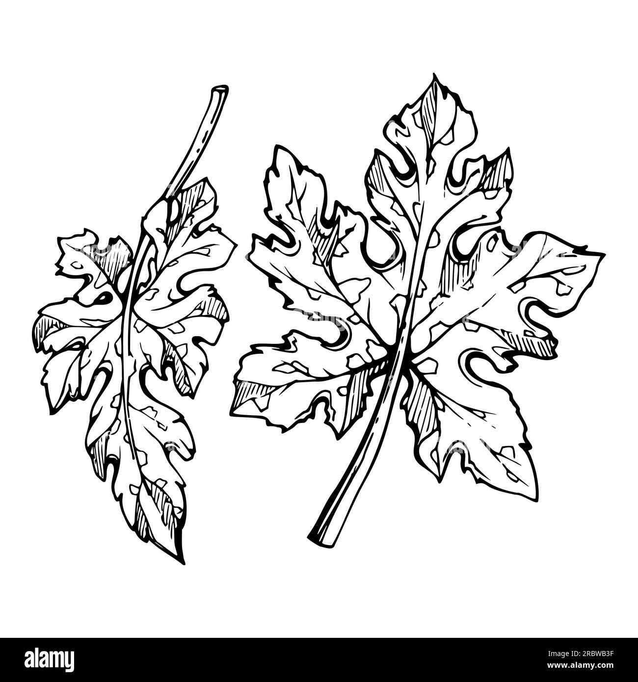 Hand drawn ink vector pumpkin squash leaf, flower. Sketch illustration ...