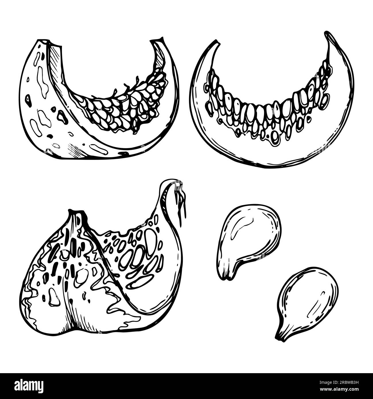 Hand Drawn Ink Vector Pumpkin Gourd Squash Sketch Illustration Art For Thanksgiving Halloween
