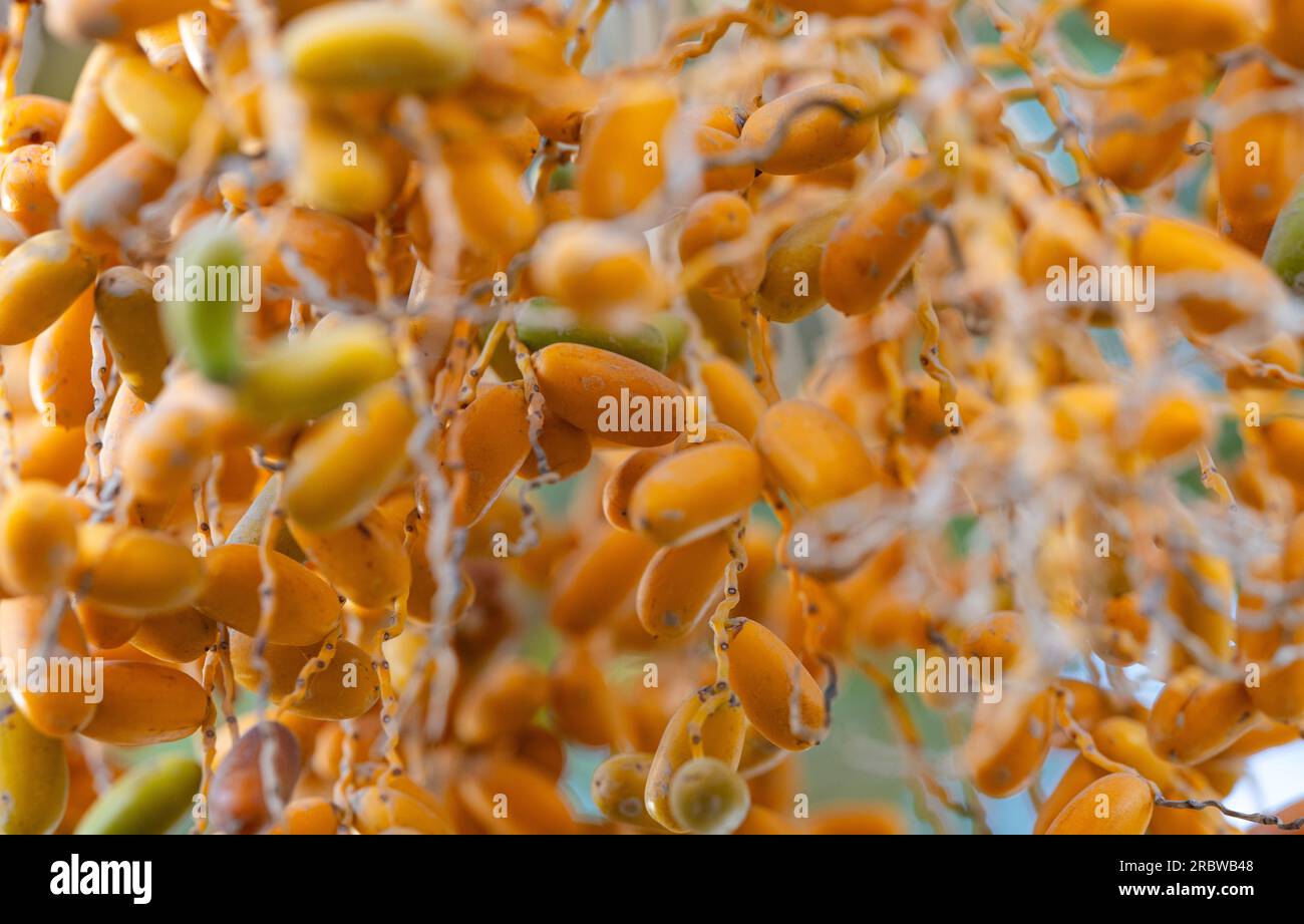 Close up bunch dates hi-res stock photography and images - Alamy