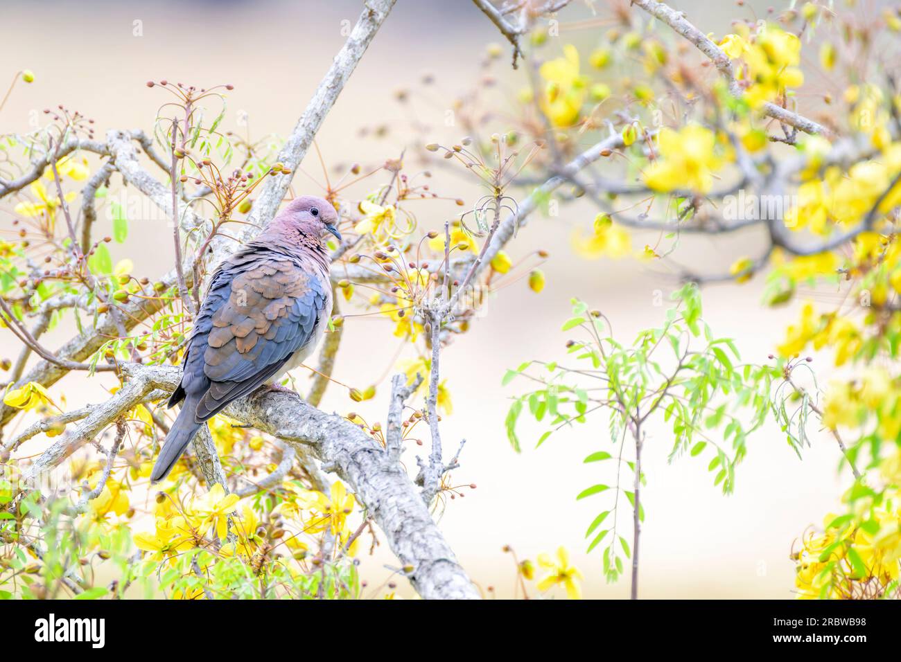 Laughing dove (Streptopelia senagalensis) perched in tree, Kruger ...
