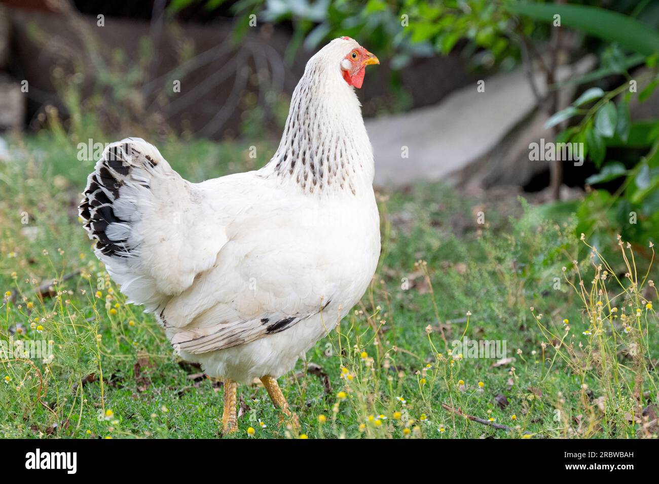 white chicken on the farm Stock Photo - Alamy