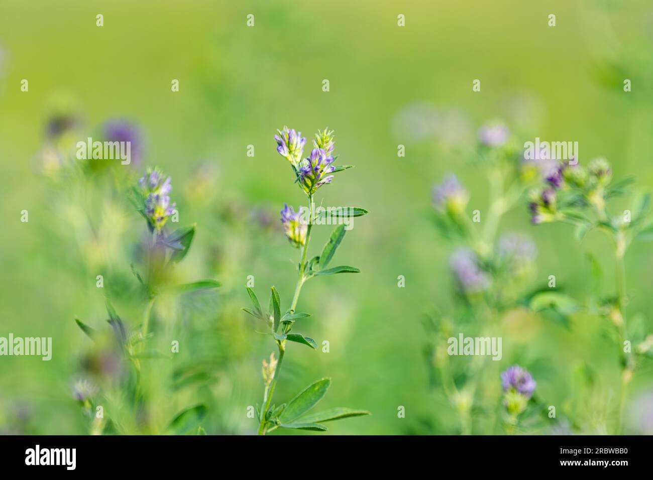 Alfalfa flowers hi-res stock photography and images - Alamy
